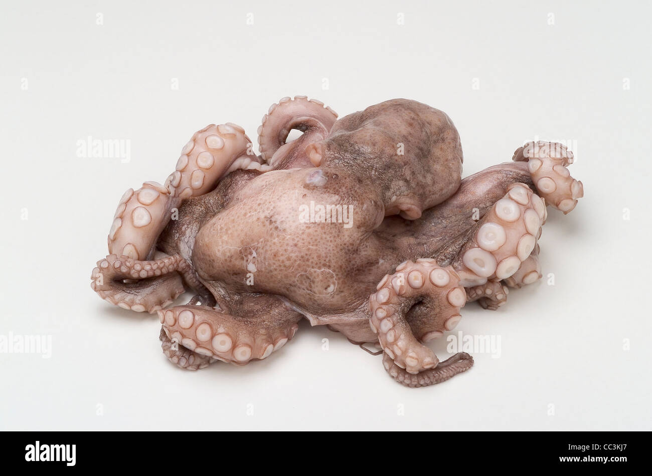 Still Life: Octopus Stock Photo - Alamy