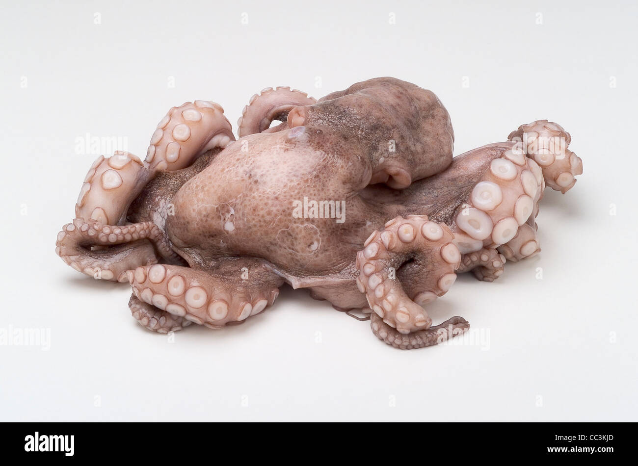 Still Life: Octopus Stock Photo - Alamy
