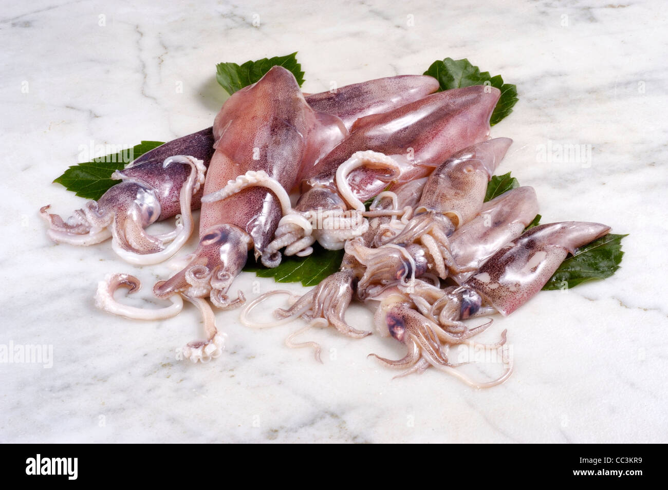 Still Life: Squid And Squid Stock Photo - Alamy