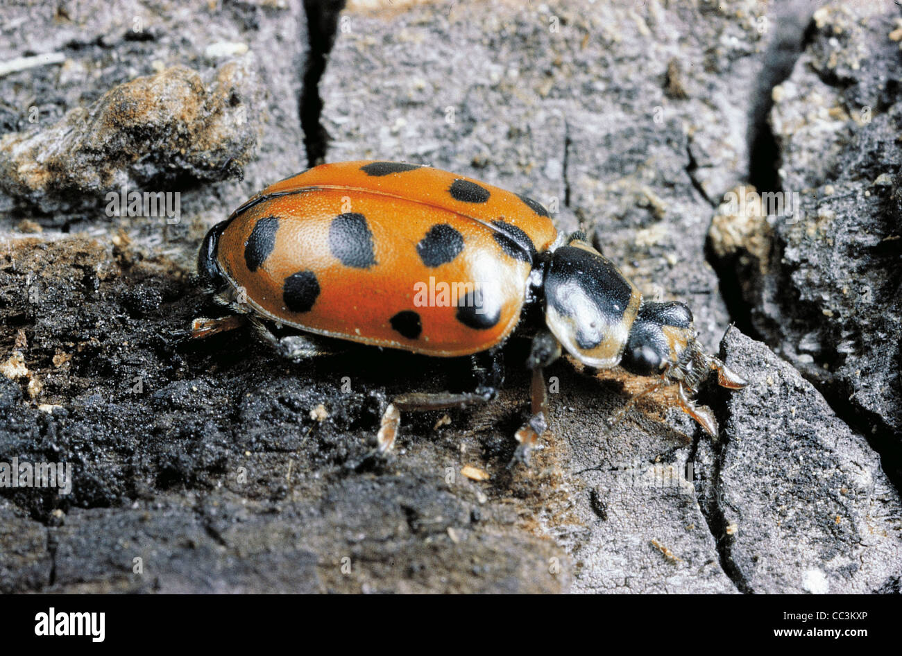 Zoology - Insects - Coleopters - Thirteen-Spotted Lady Beetle ...