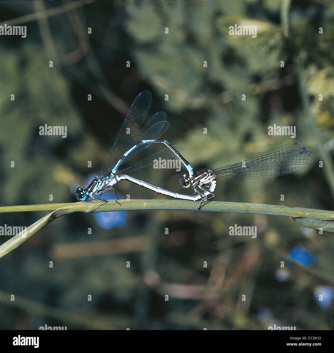 Zoology - Insects - Odonates - Dragonfly - Damselfly (Agrion Puella ...