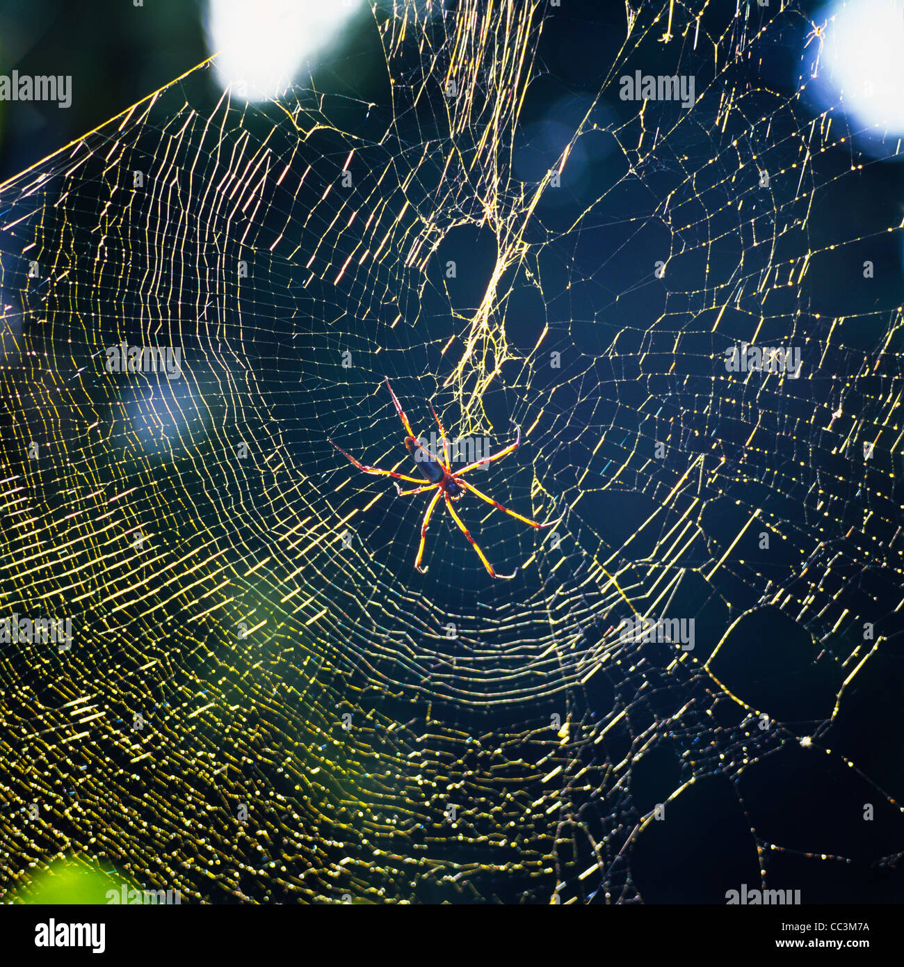 Spider's web, La Digue island, Seychelles Stock Photo - Alamy