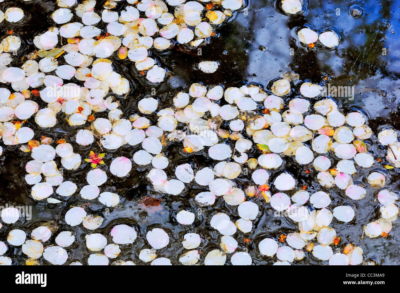delicate pink flower petals floating in pond Stock Photo - Alamy
