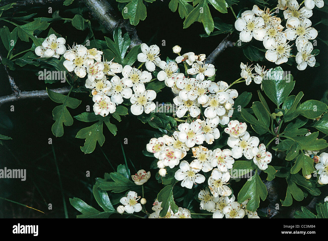 Common hawthorn crataegus laevigata hi-res stock photography and images ...