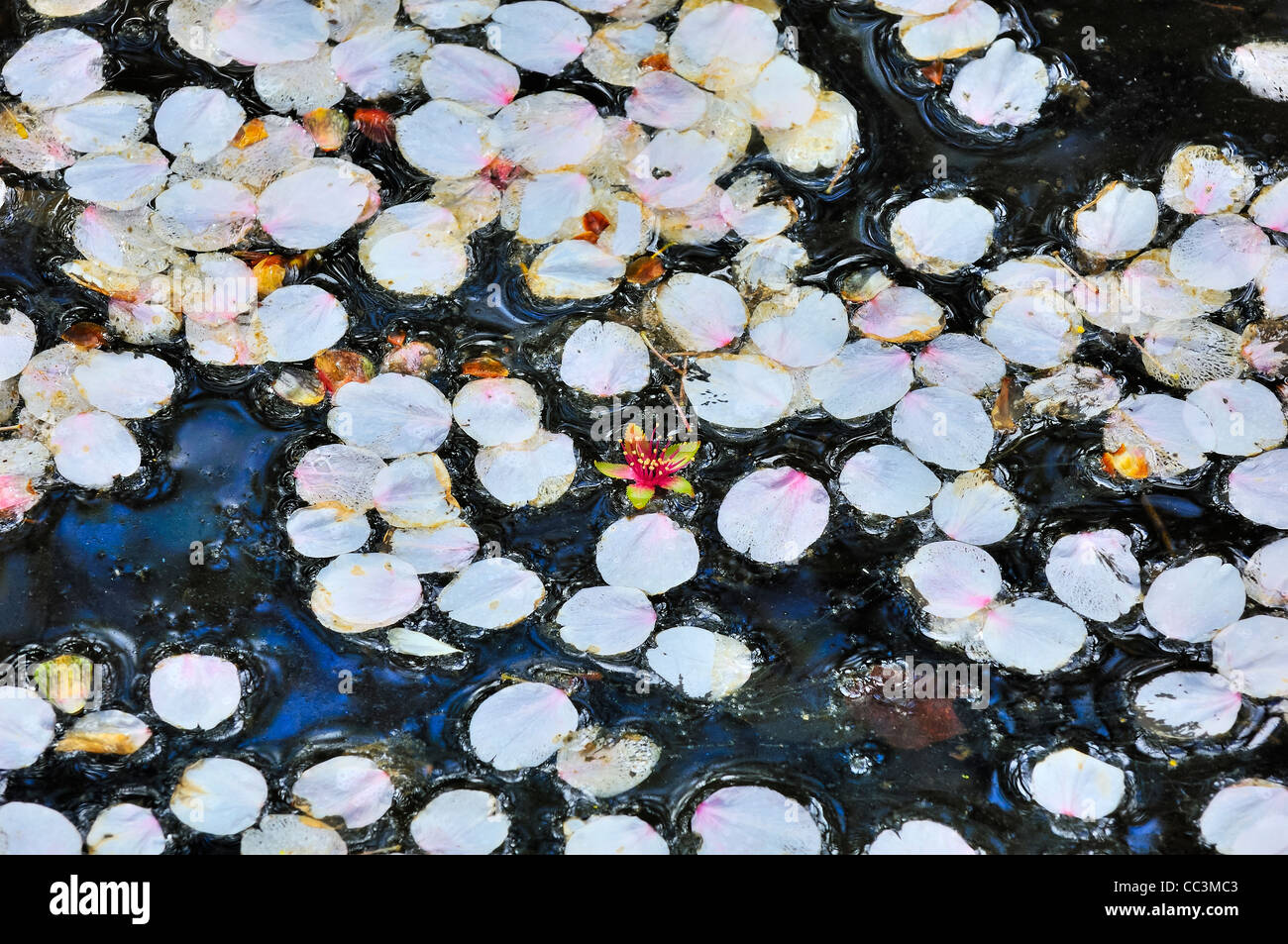 delicate pink flower petals floating in pond Stock Photo - Alamy