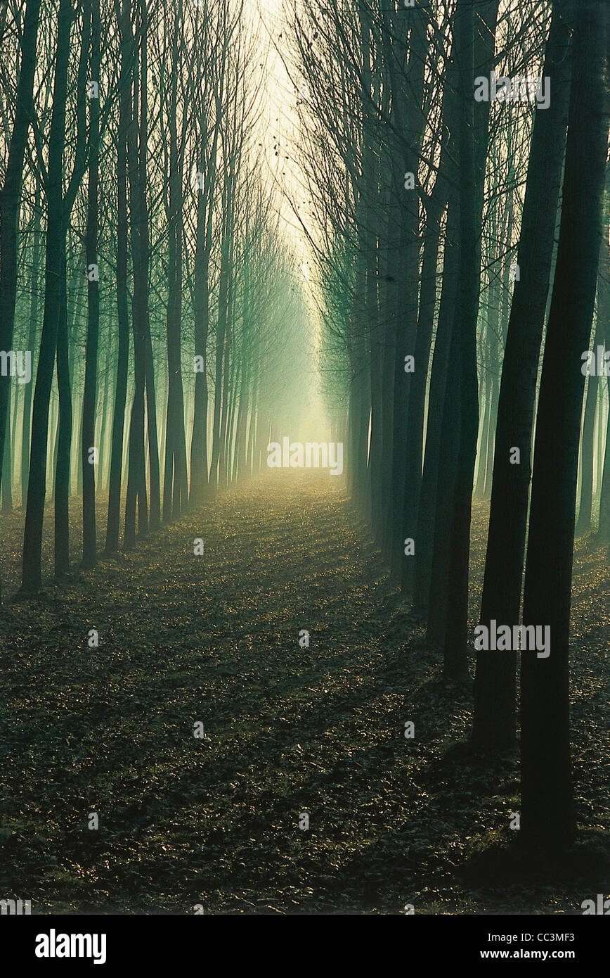 Lombardy italy poplar trees hi-res stock photography and images - Alamy