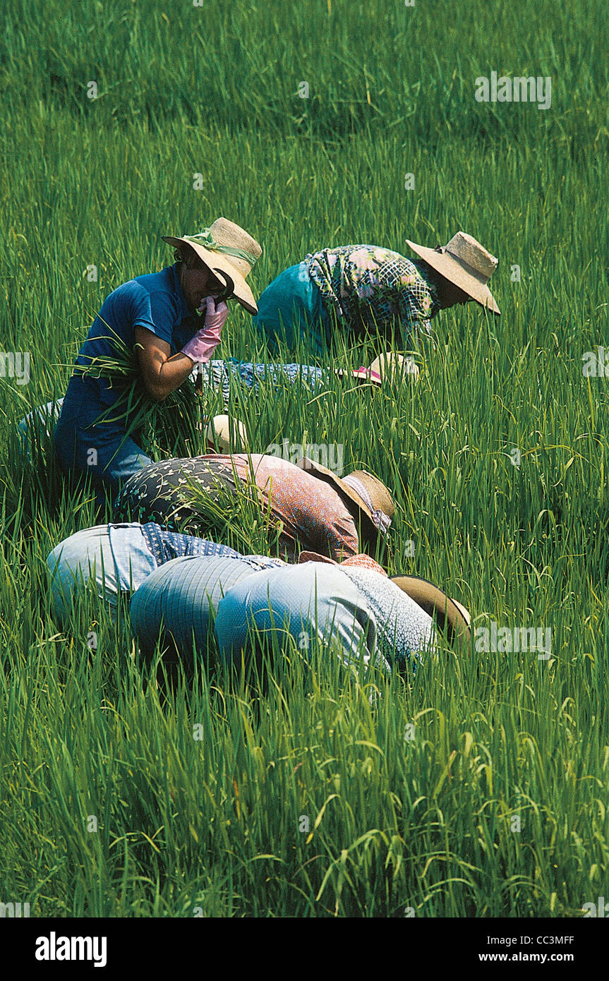 Mondini hi-res stock photography and images - Alamy