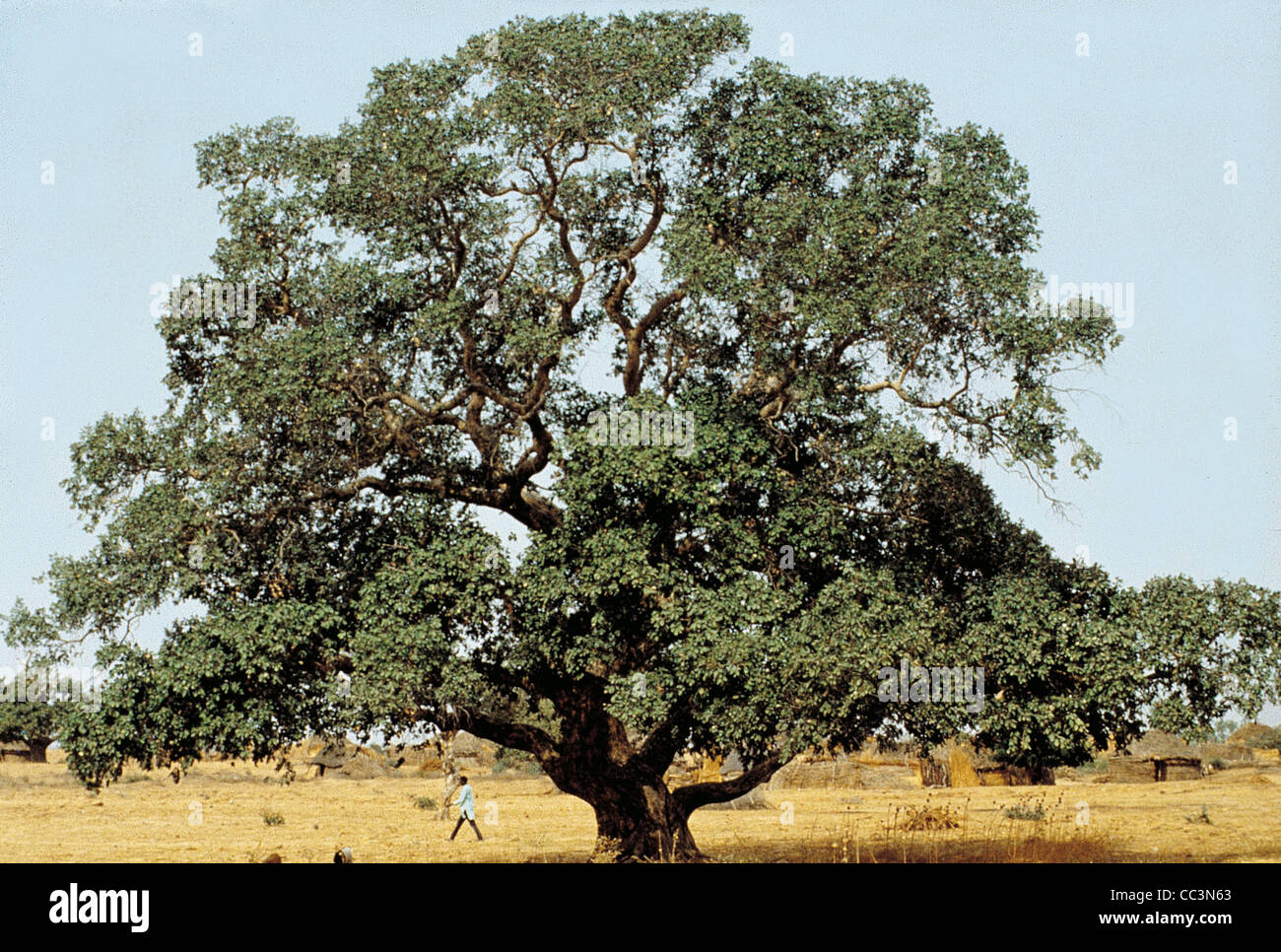 Ficus Sycomorus Stock Photos & Ficus Sycomorus Stock Images - Alamy