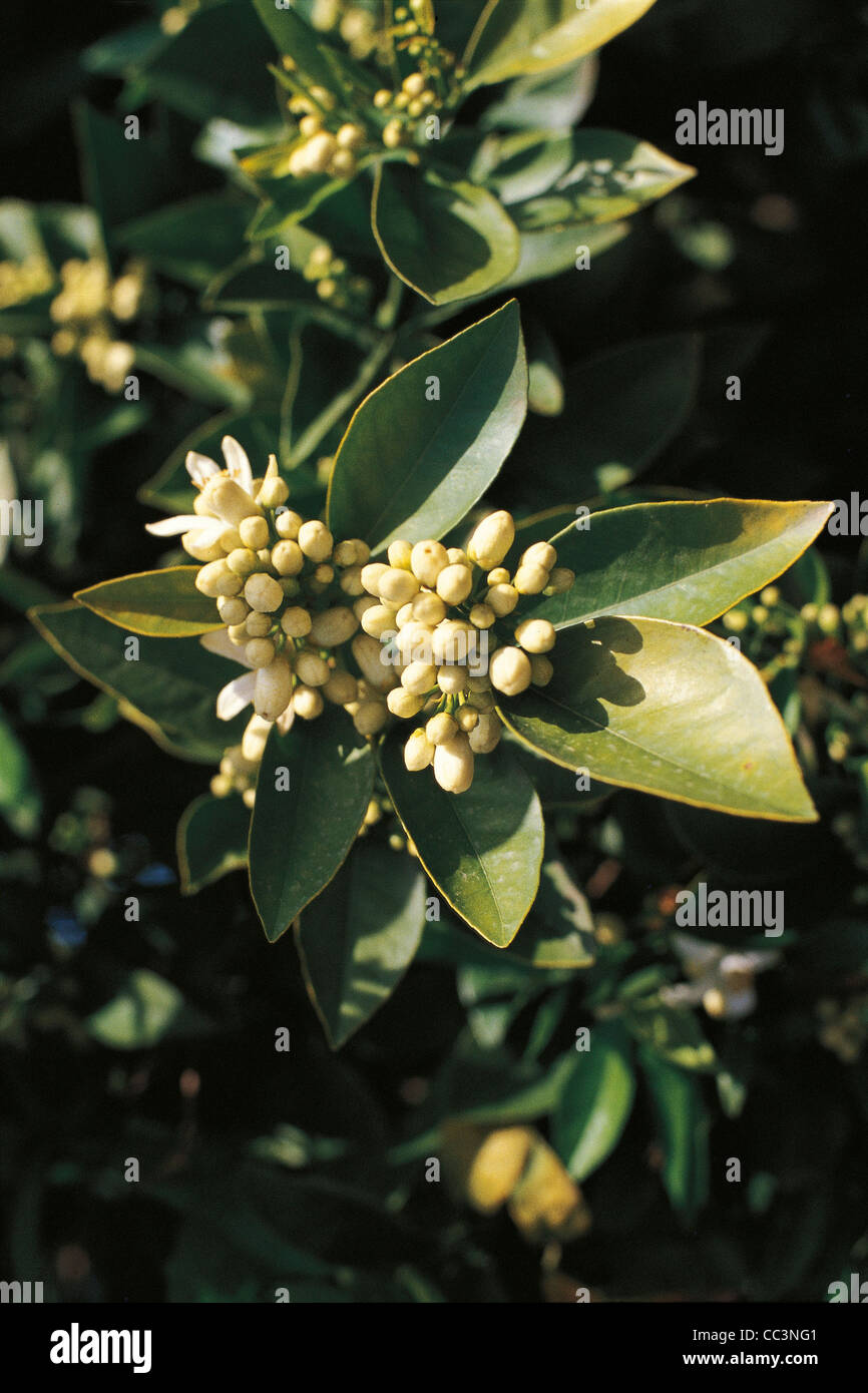 Citrus aurantium sinensis hi-res stock photography and images - Alamy