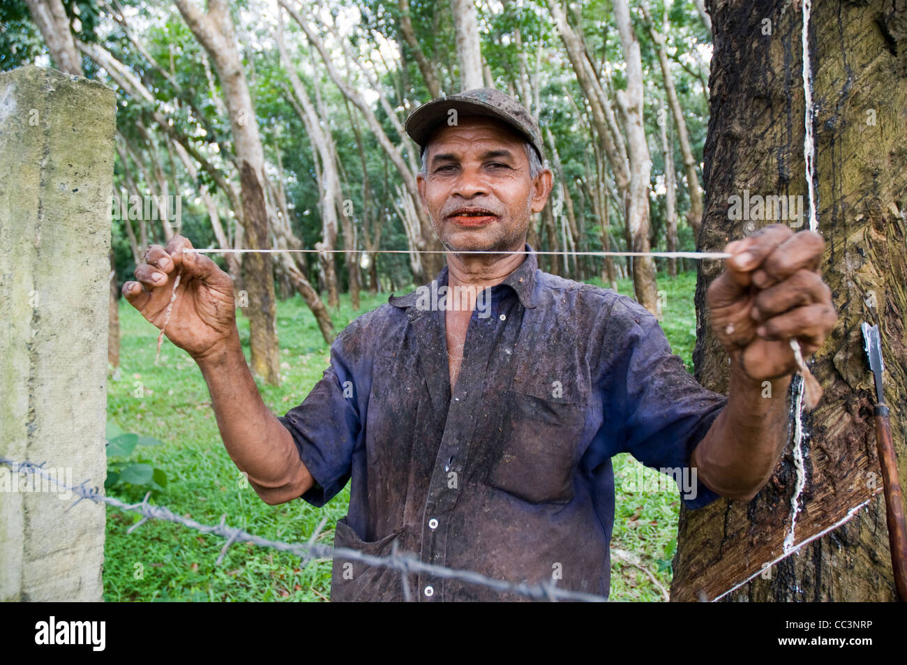 Rubber tapping sri lanka hi-res stock photography and images - Alamy