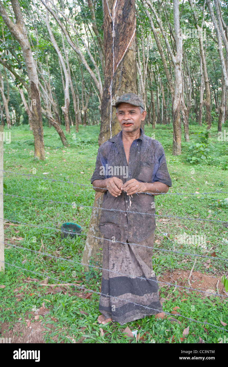 Rubber plantation in sri lanka hi-res stock photography and images - Alamy