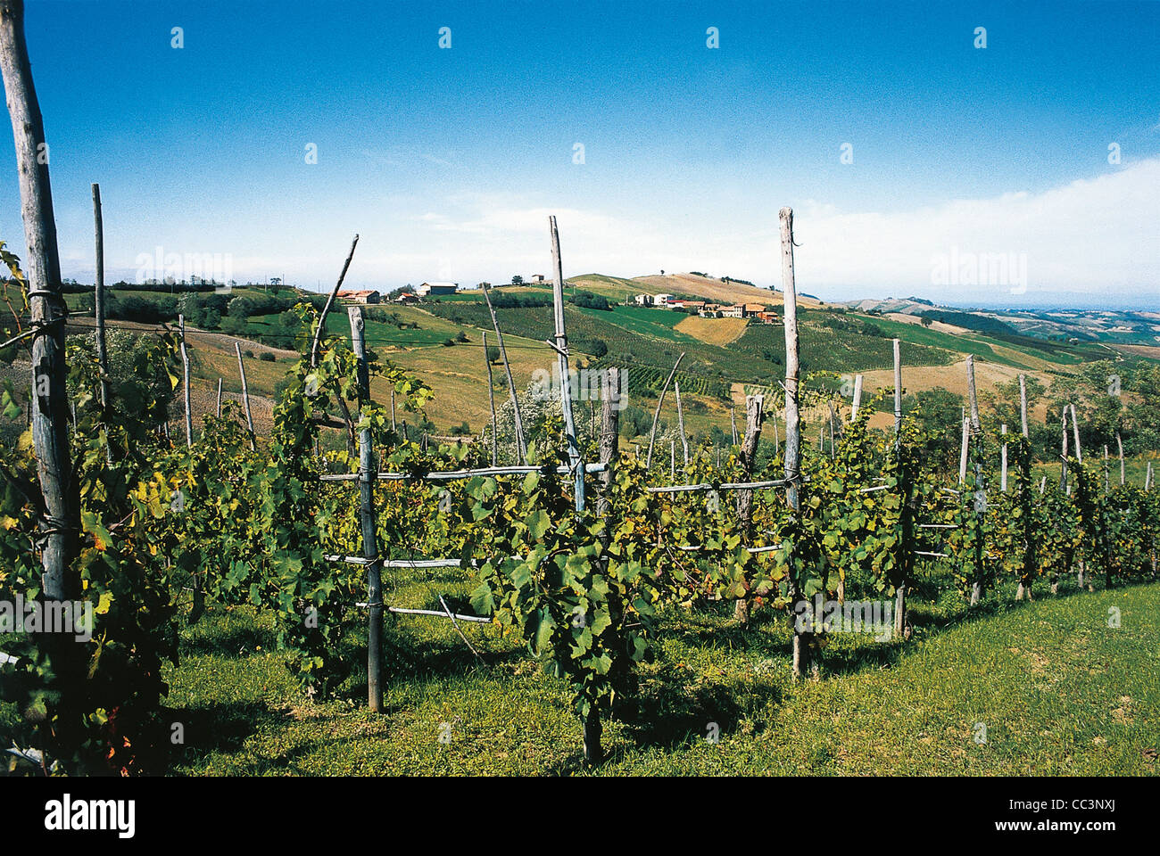 Lombardy Oltrepo'Pavese Vineyards At Pomet Stock Photo - Alamy