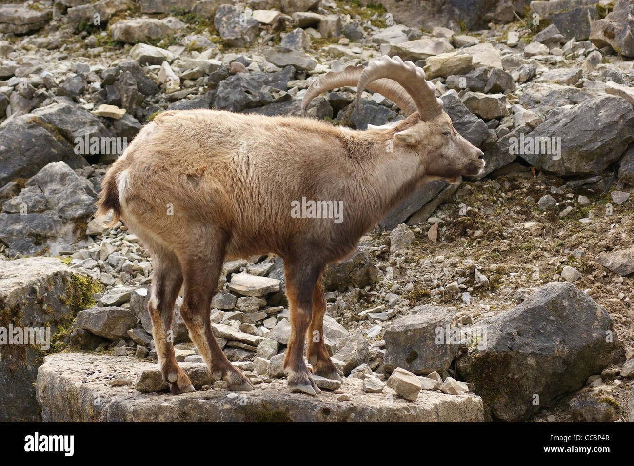 Antler formation hi-res stock photography and images - Alamy