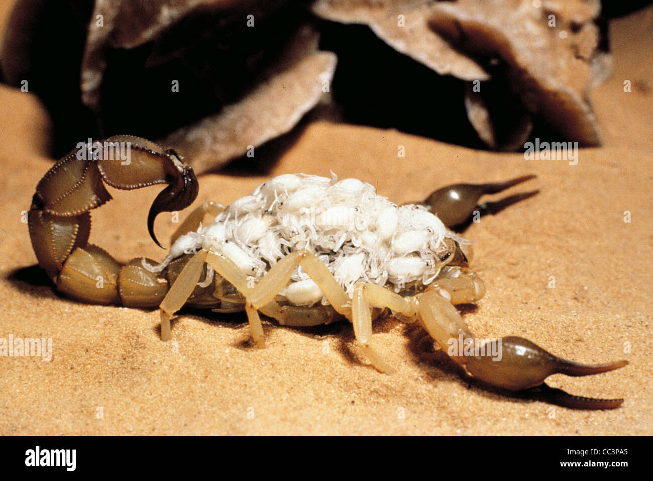 Insects: Arachnid Scorpio With Children On Their Backs (Sudan Desert Of ...