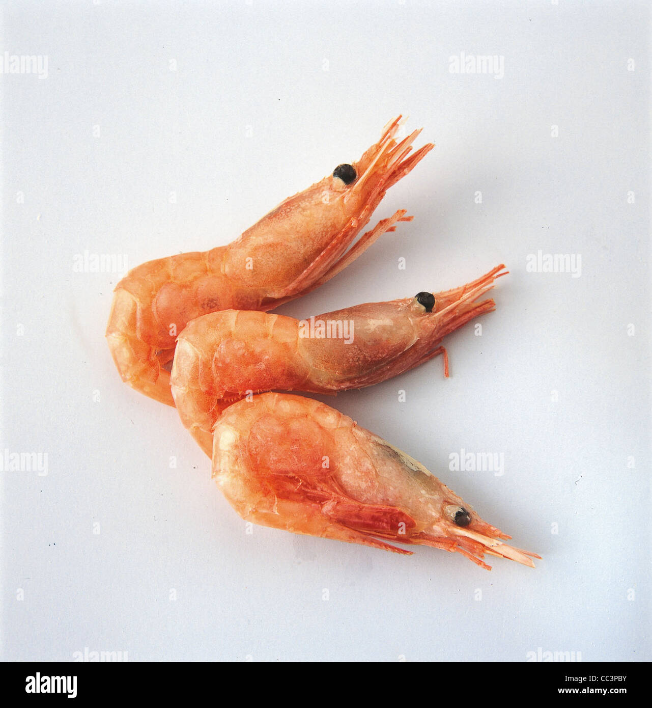 Still Life - Shrimp Stock Photo - Alamy