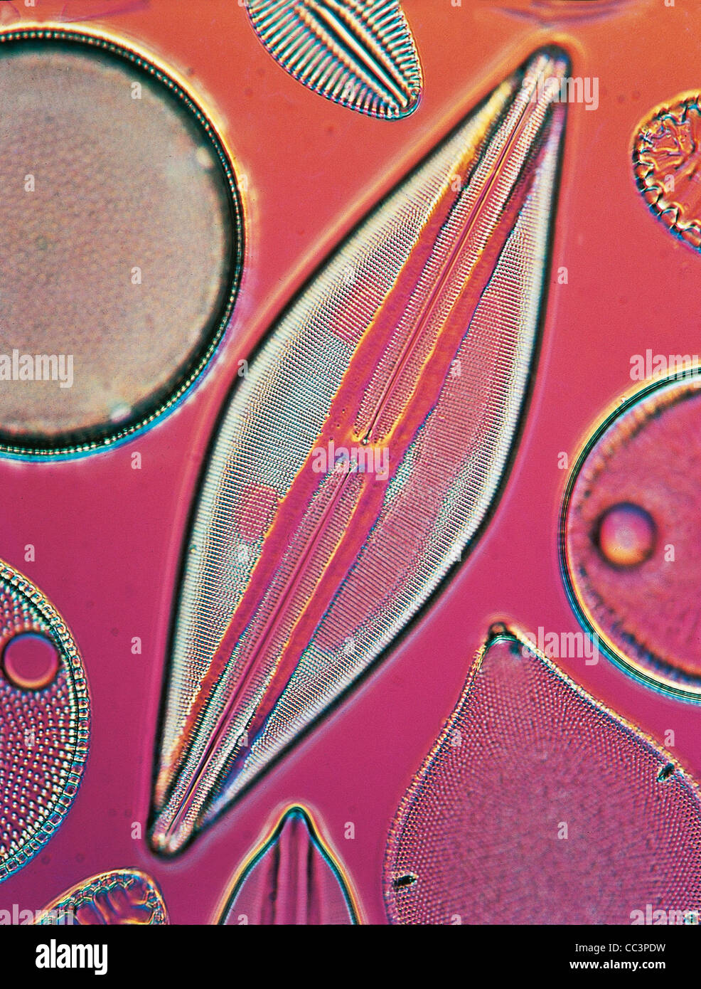 Diatoms Algae