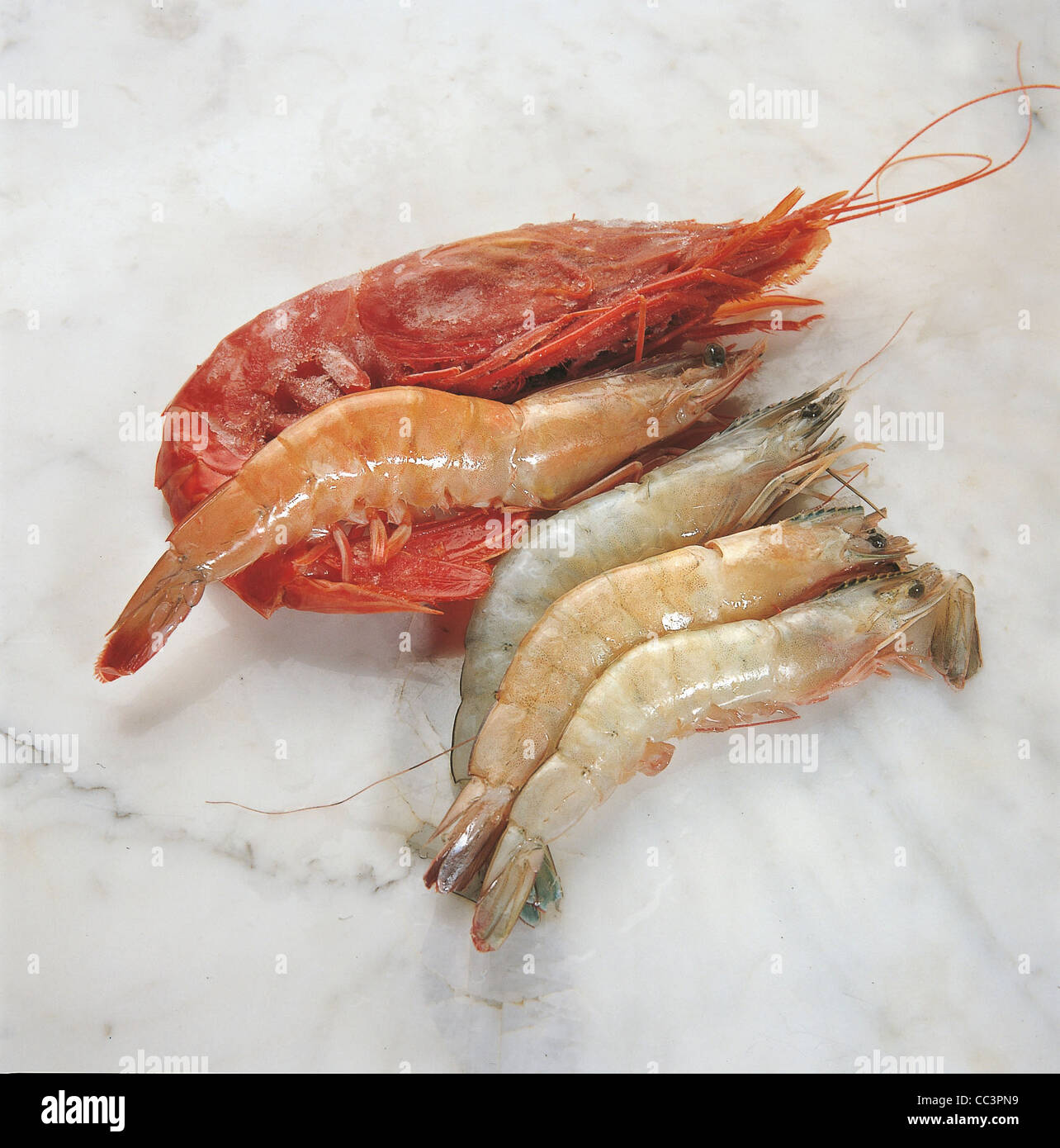 Still Life - Shellfish - Shrimp Stock Photo - Alamy