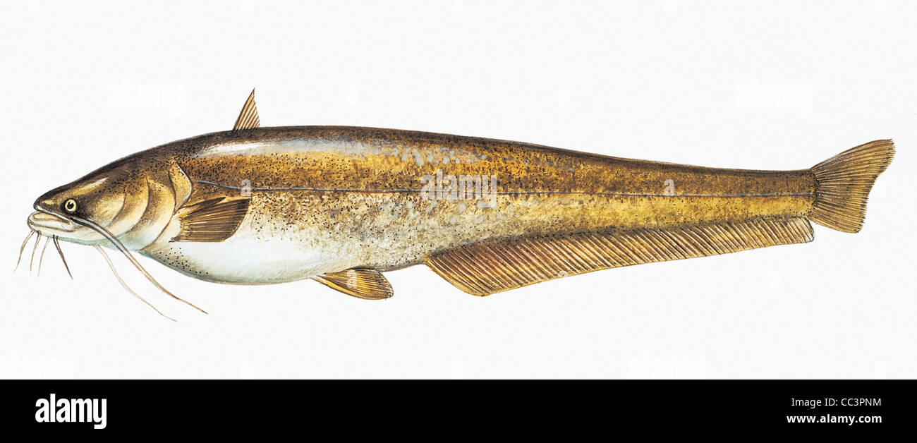 Torpedo design hi-res stock photography and images - Alamy