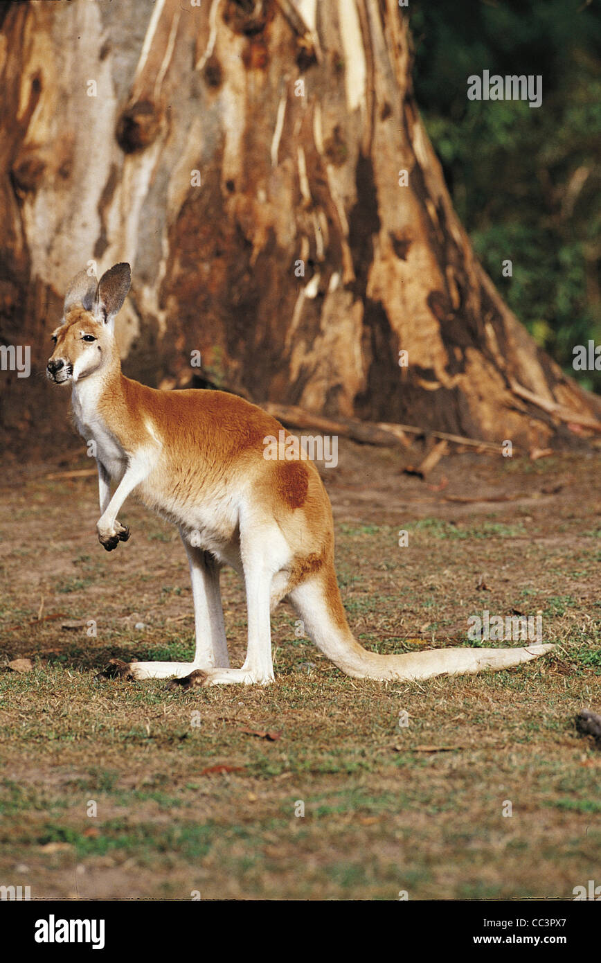 Zoology Marsupial Giant Red Kangaroo (Macropus Rufus Stock Photo - Alamy