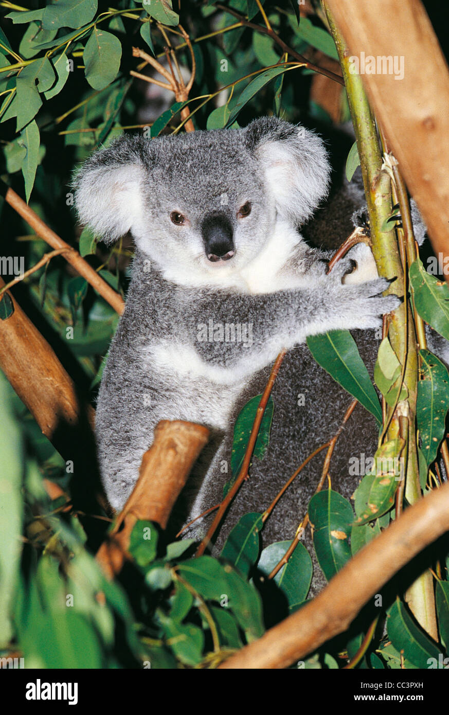Zoology Marsupial Koala (Phascolarctus Cinereus Stock Photo - Alamy