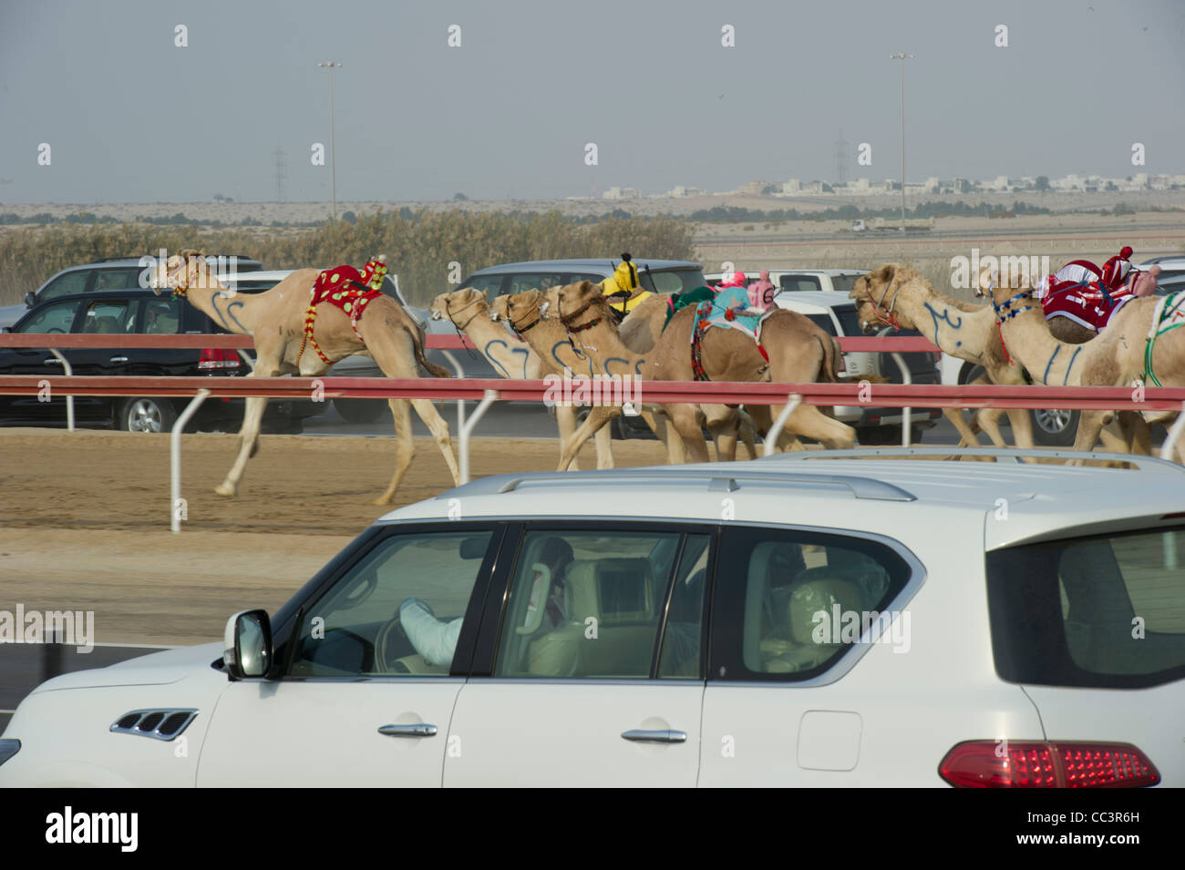 Trainers, owners and spectators follow the Camel Racing in SUVs. Abu ...