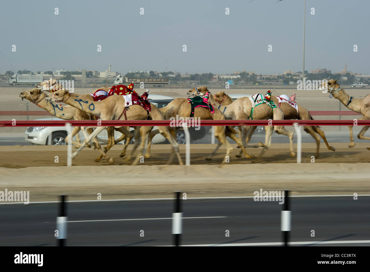 Camel racing abu dhabi hi-res stock photography and images - Alamy
