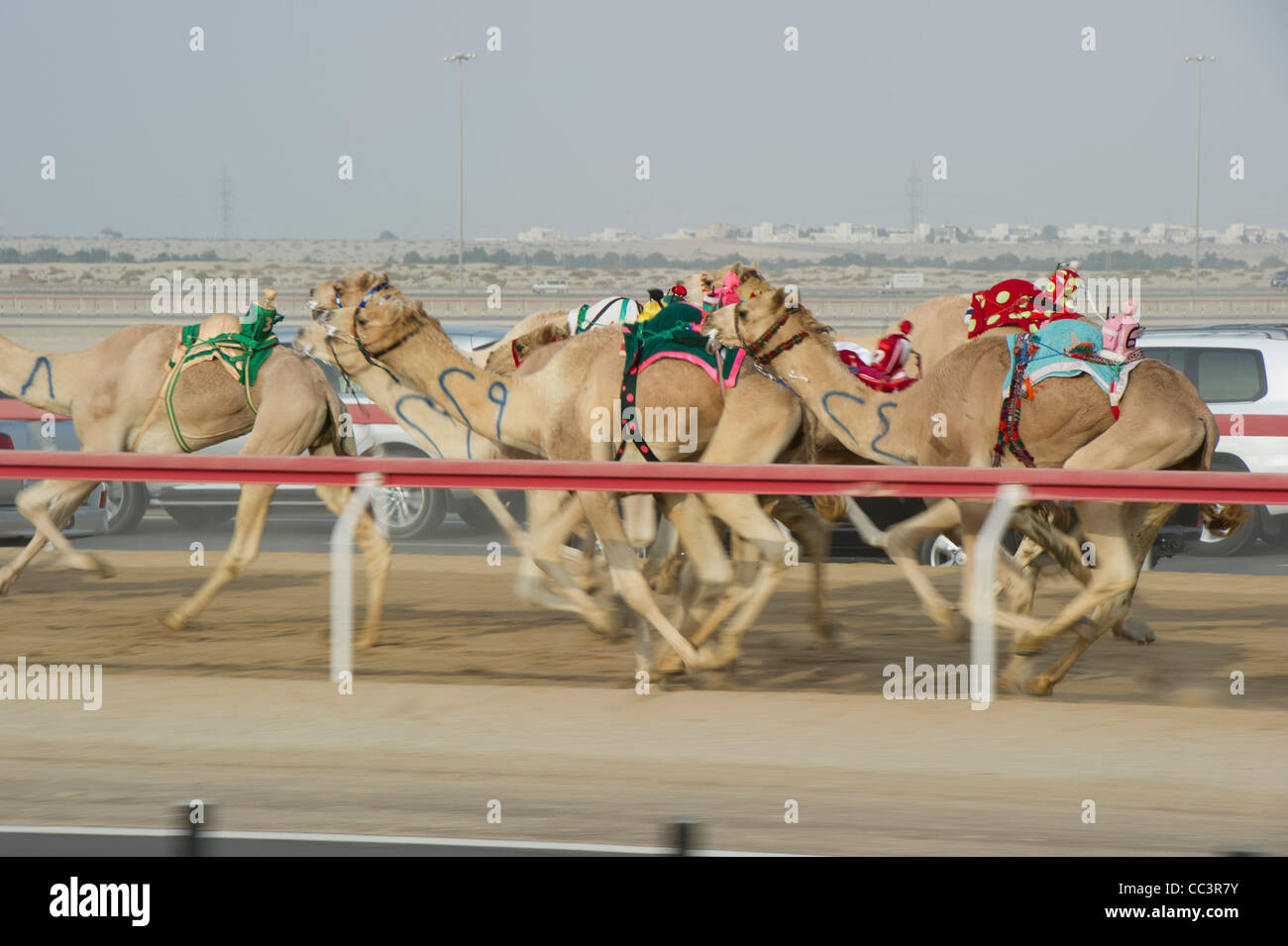 Camel racing abu dhabi hi-res stock photography and images - Alamy