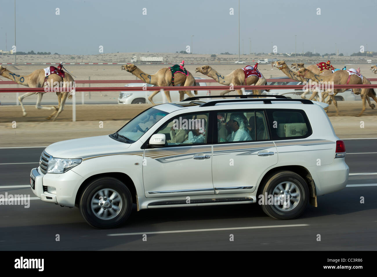 Trainers, owners and spectators follow the Camel Racing in SUVs. Abu ...