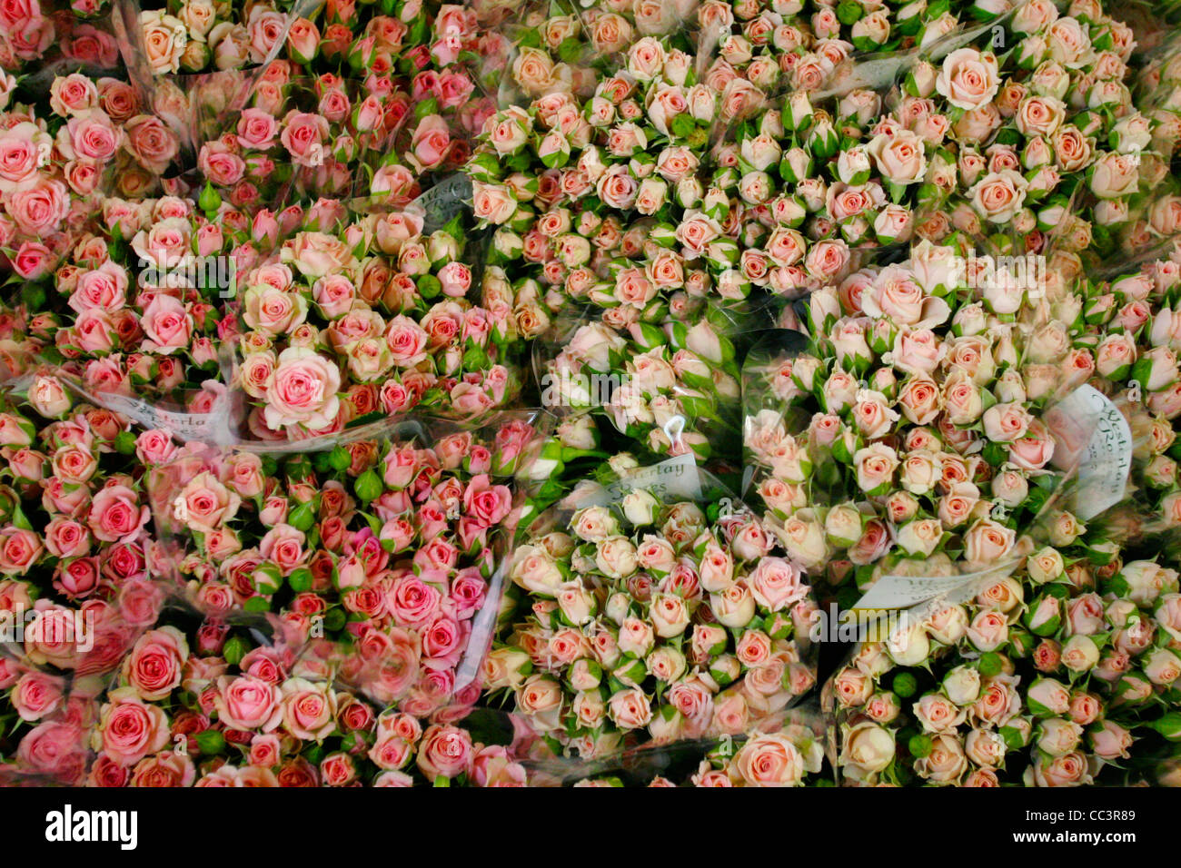 roses ready to ship from greenhouse Stock Photo - Alamy