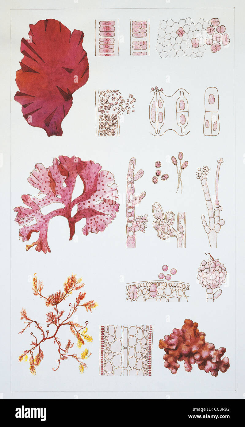 Botany: Algae Rodofite, Systematic And Reproduction. Design Stock Photo ...