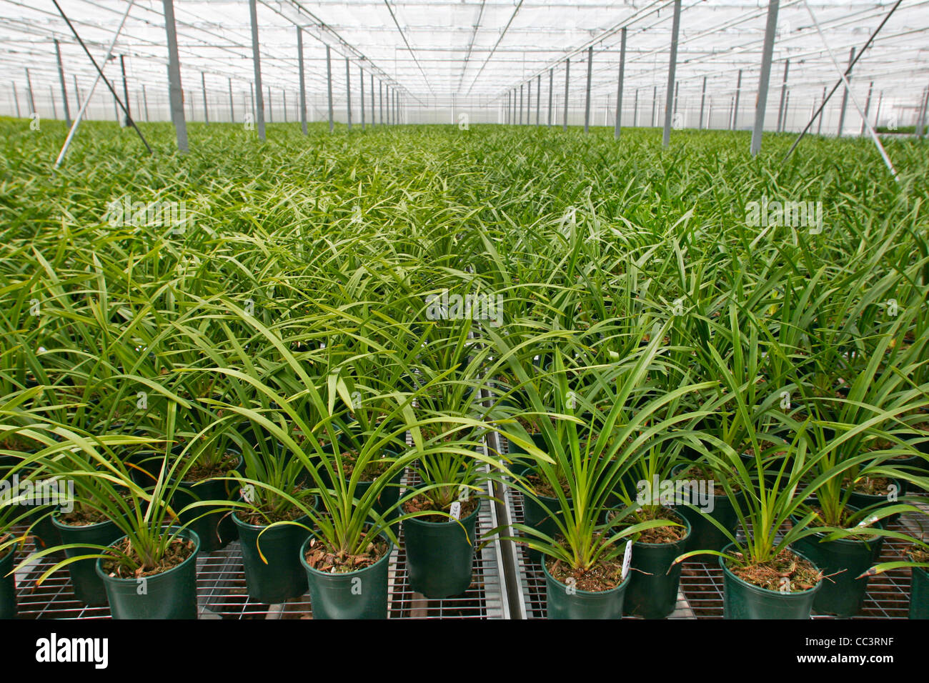 plant leaves in greenhouse Stock Photo - Alamy
