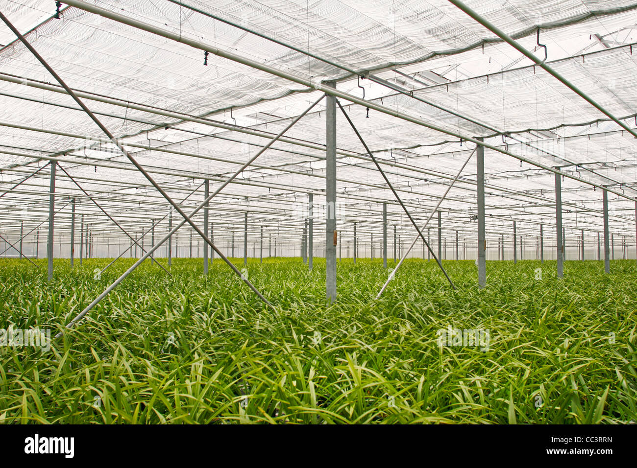 plant leaves in greenhouse Stock Photo - Alamy