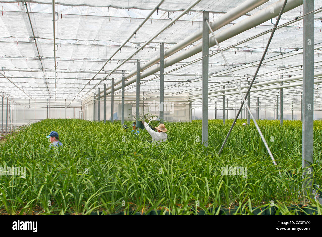plant leaves in greenhouse Stock Photo - Alamy