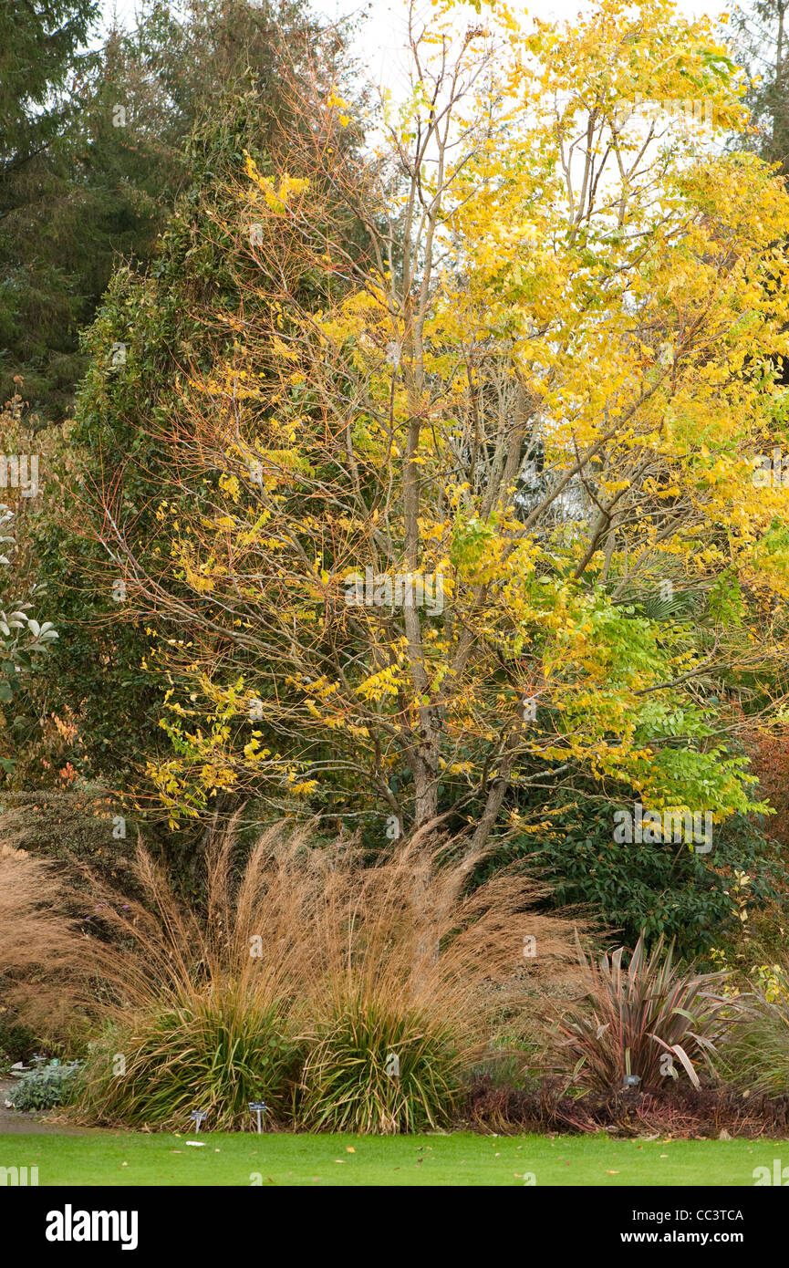 Molina caerulea ssp arundinacea, with Gymnocladus diocia, Kentucky ...
