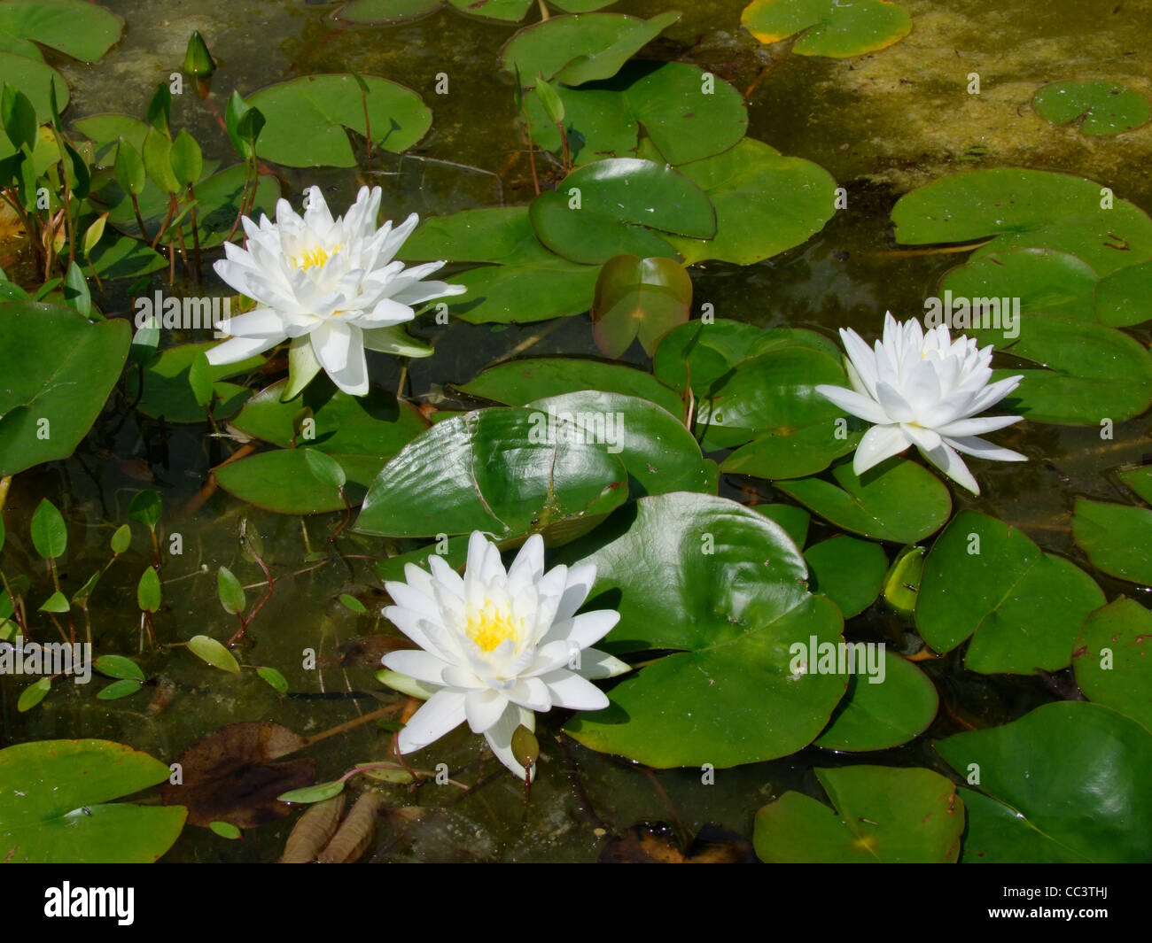Pound drops hi-res stock photography and images - Alamy