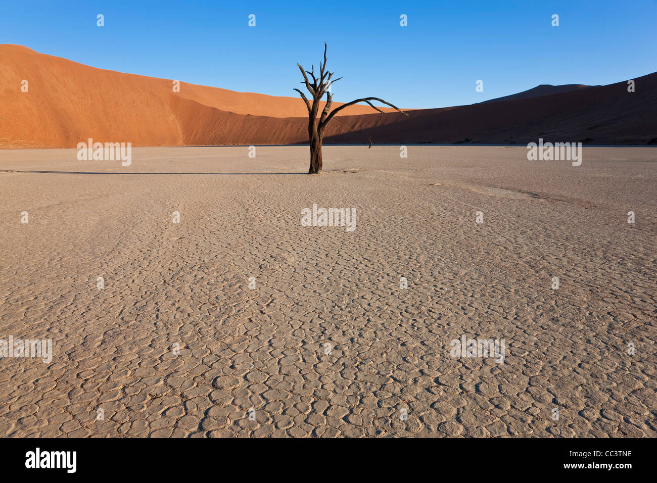 Dead trees in dry clay pan hi-res stock photography and images - Alamy