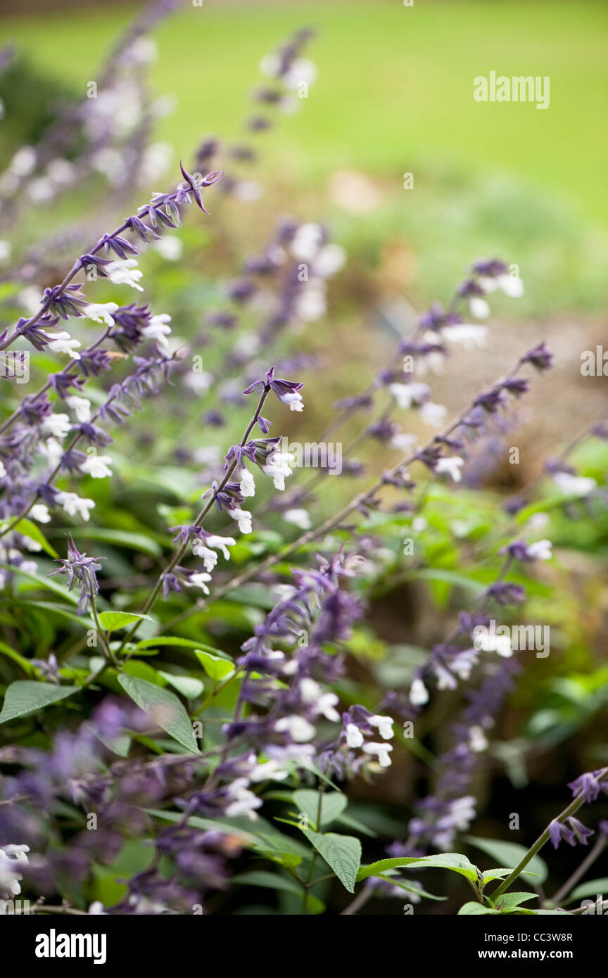 Royal purple sage hi-res stock photography and images - Alamy