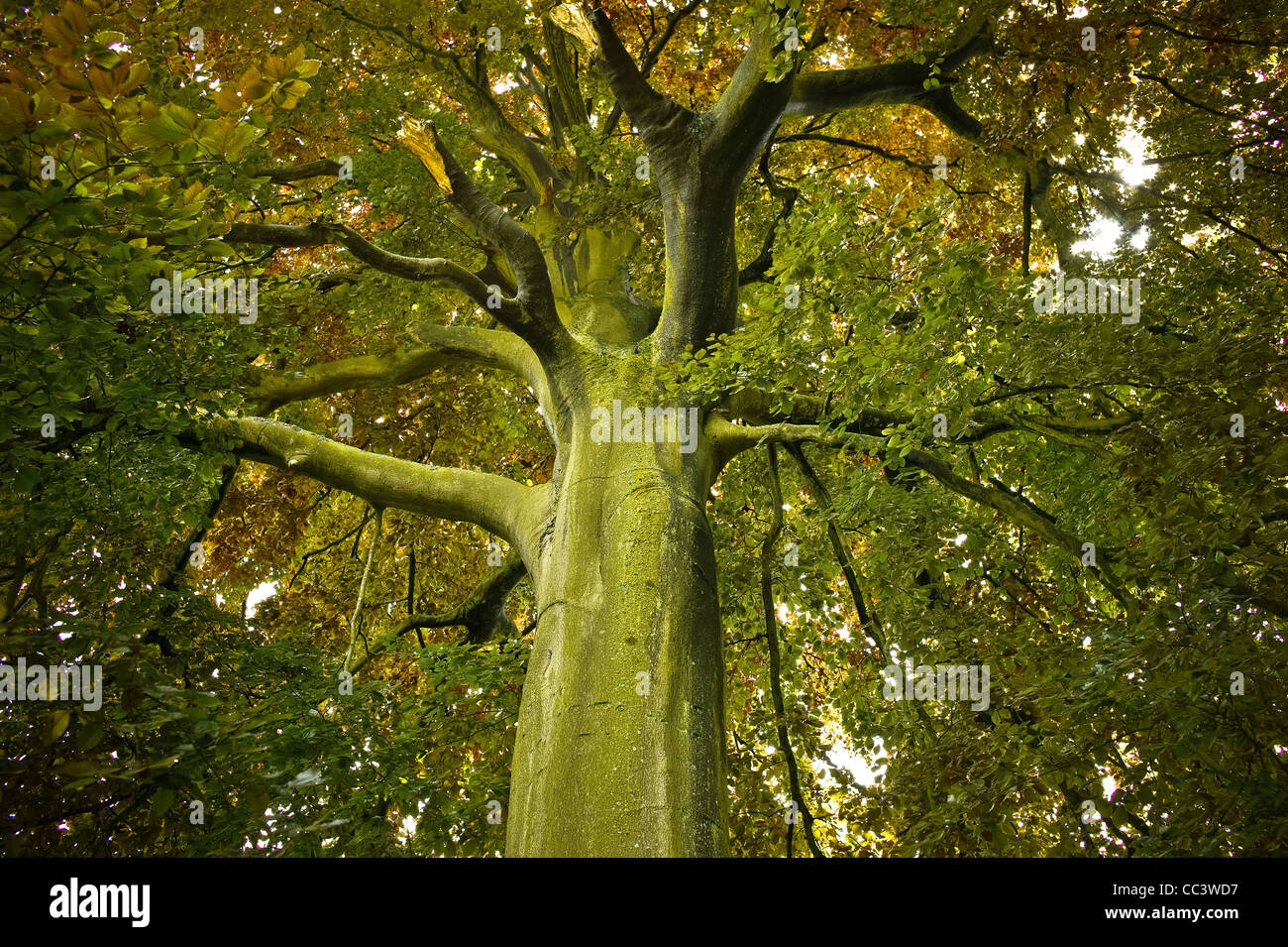 The tree and its neighbors, Majestically trunk of a copper beech in the ...