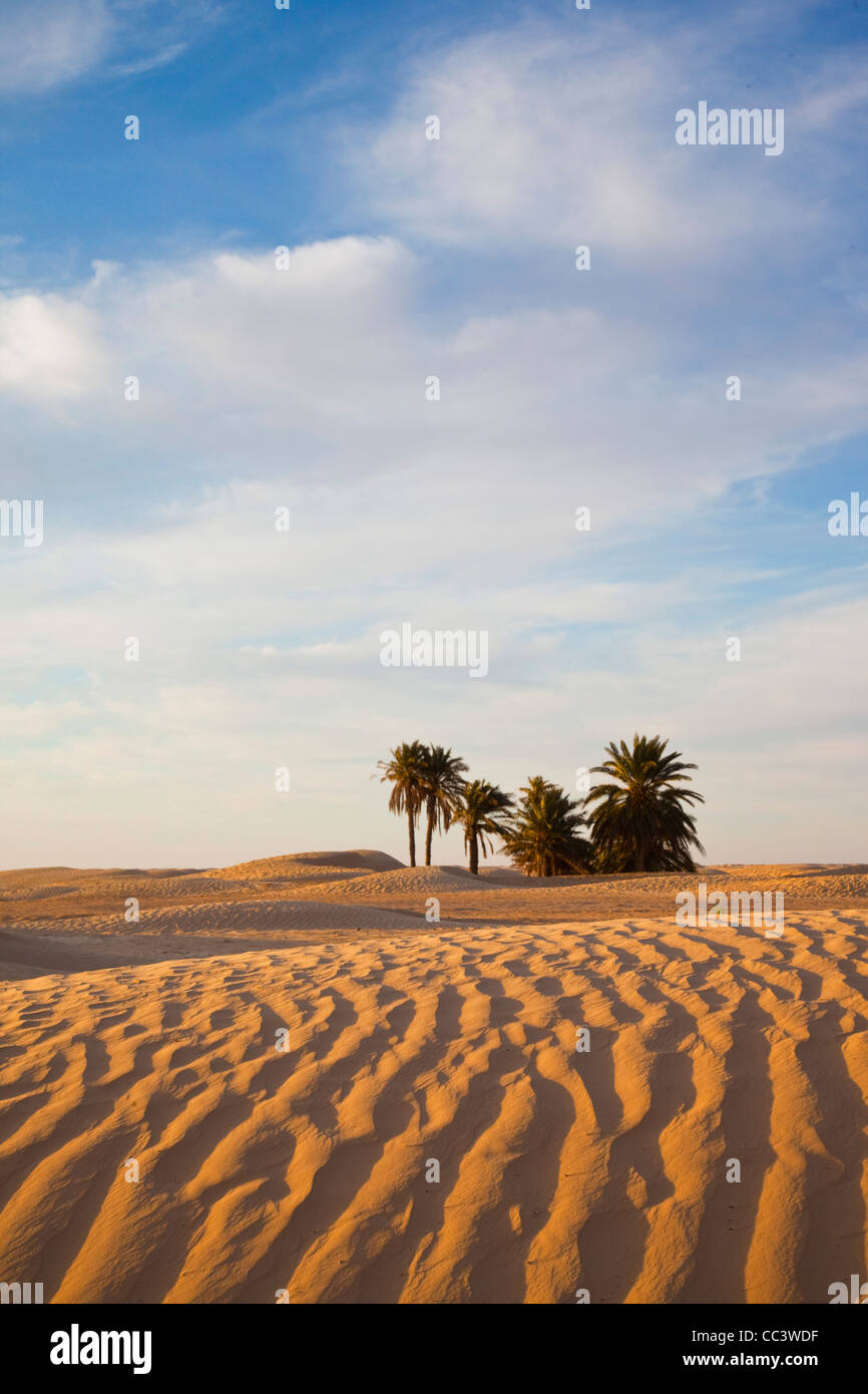 Tunisia, Sahara Desert, Douz, Great Dune Stock Photo - Alamy