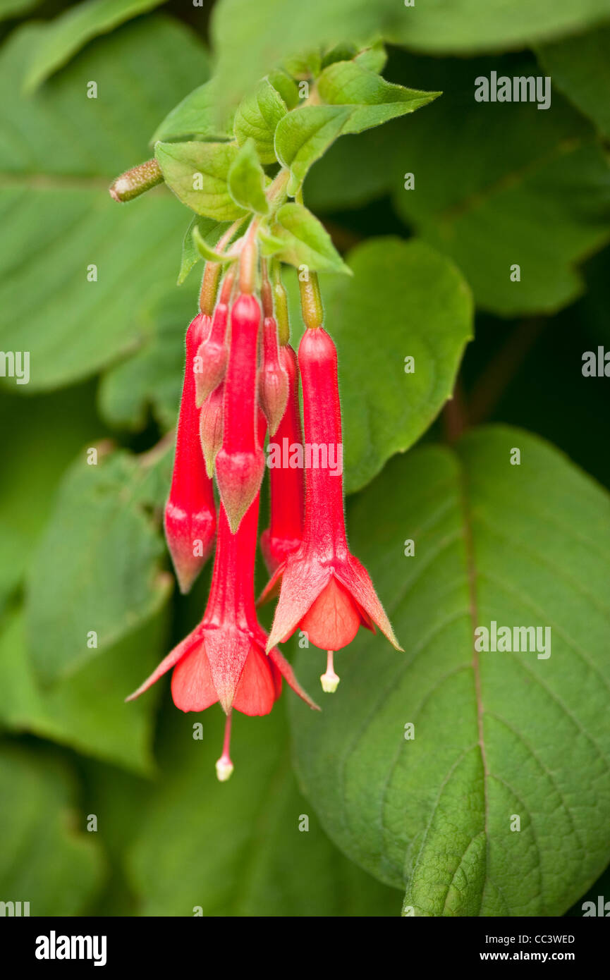 Fuchsia triphylla hybrid in flower Stock Photo - Alamy
