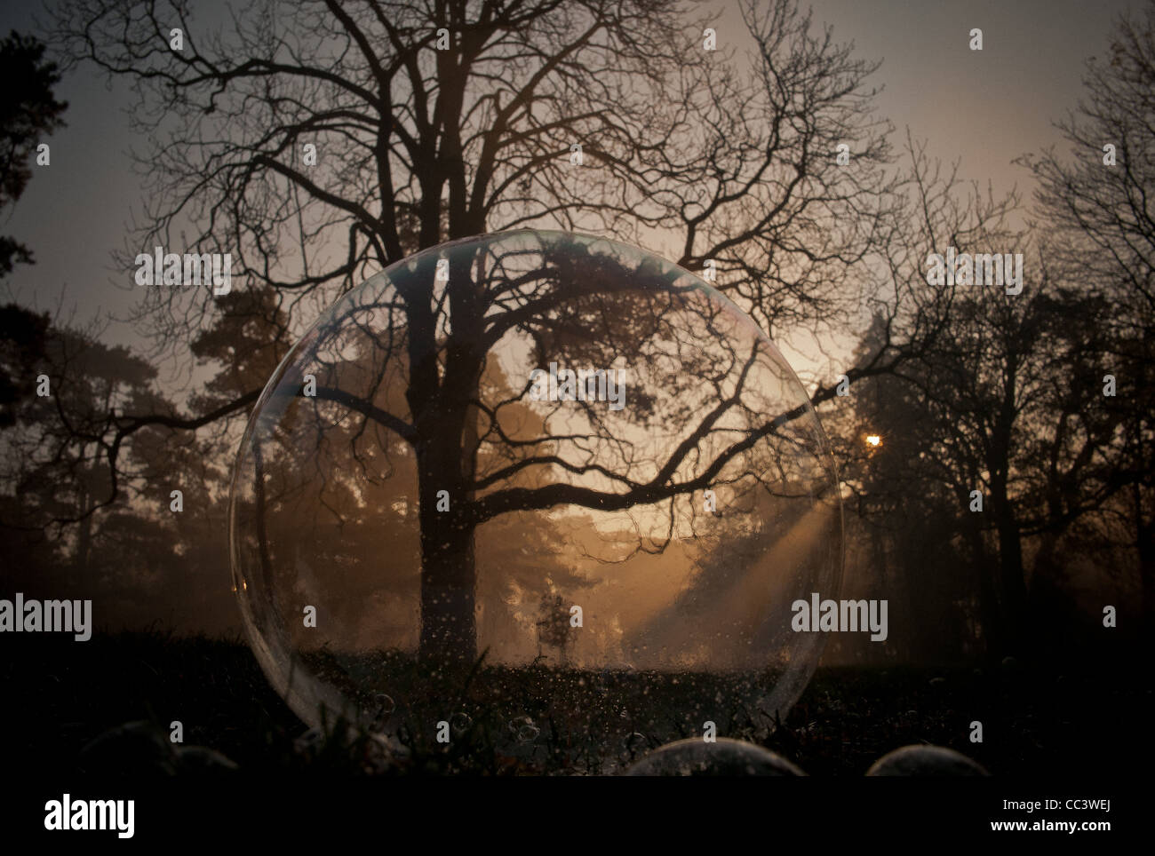 The tree and its neighbors Stock Photo - Alamy