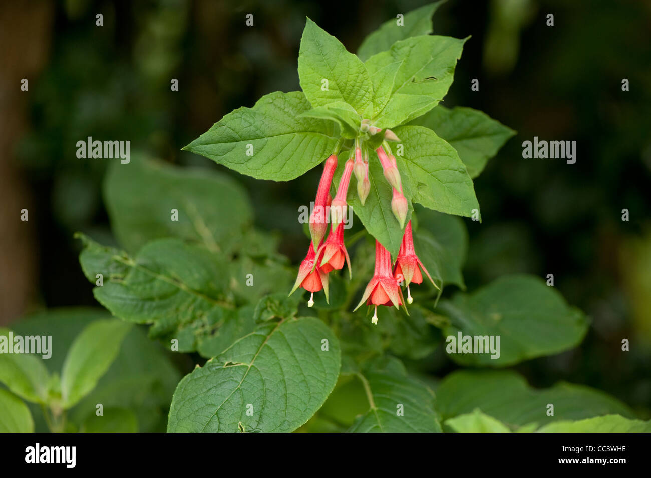 Triphylla hi-res stock photography and images - Alamy