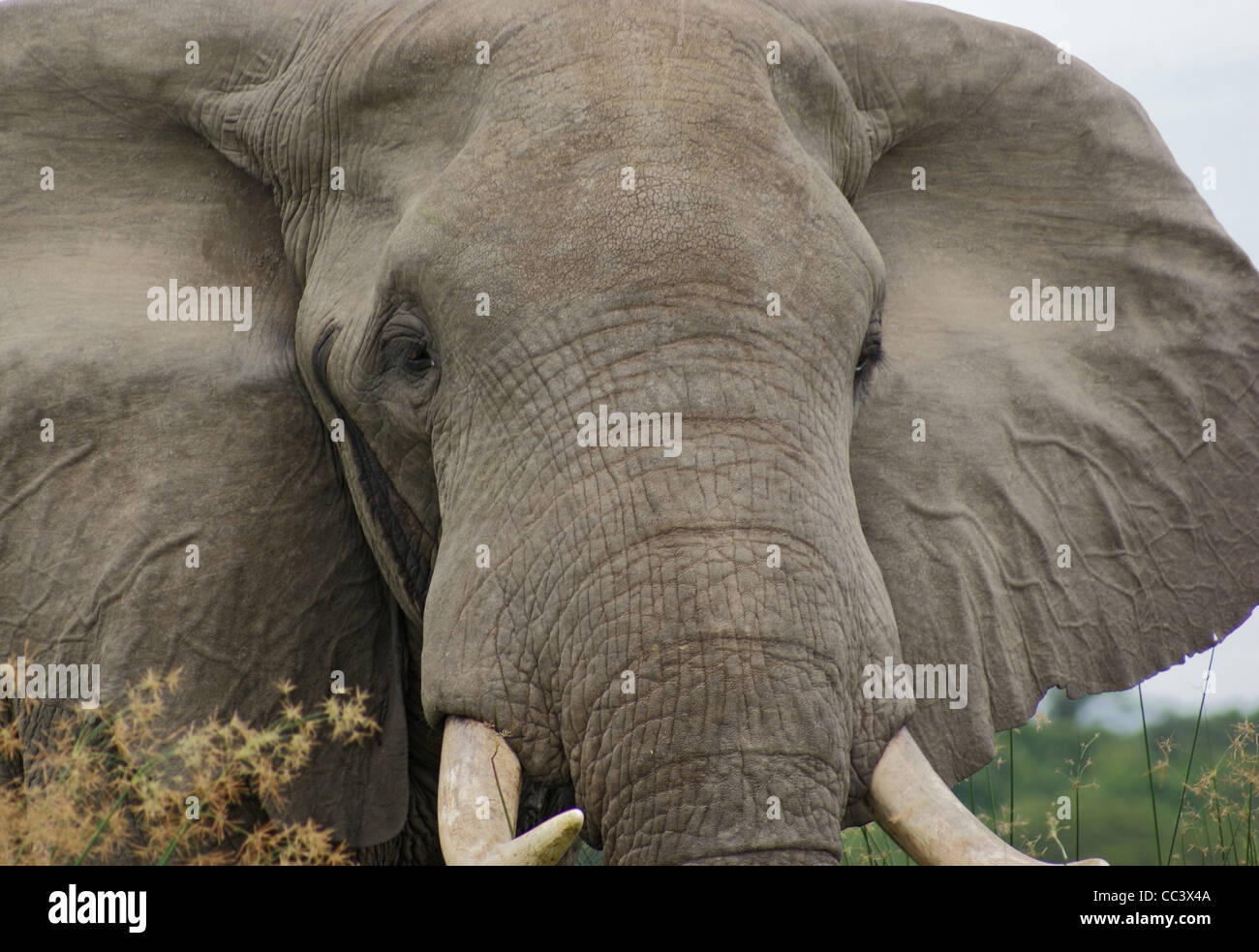 a elephant in Uganda (Africa Stock Photo - Alamy