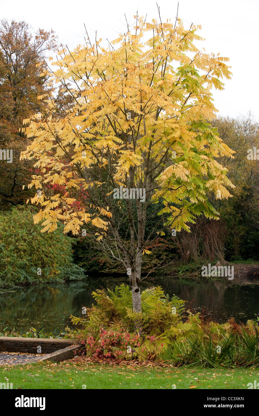 Toona sinensis, Chinese Mahogany or Cedar, in autumn Stock Photo - Alamy