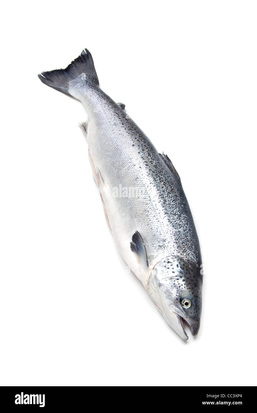 Salmo salar fish Cut Out Stock Images & Pictures - Alamy