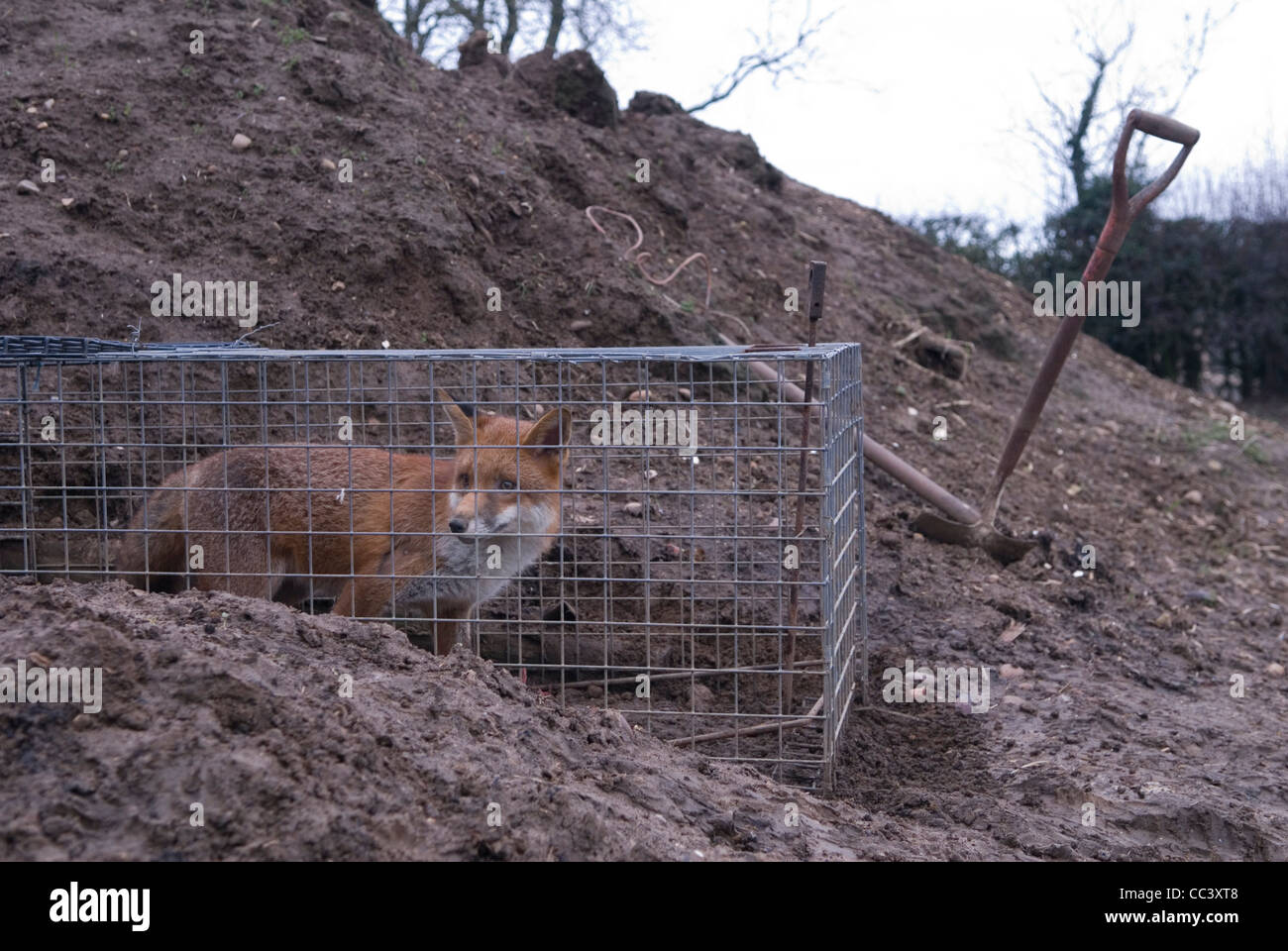 Fox trap hi-res stock photography and images - Alamy