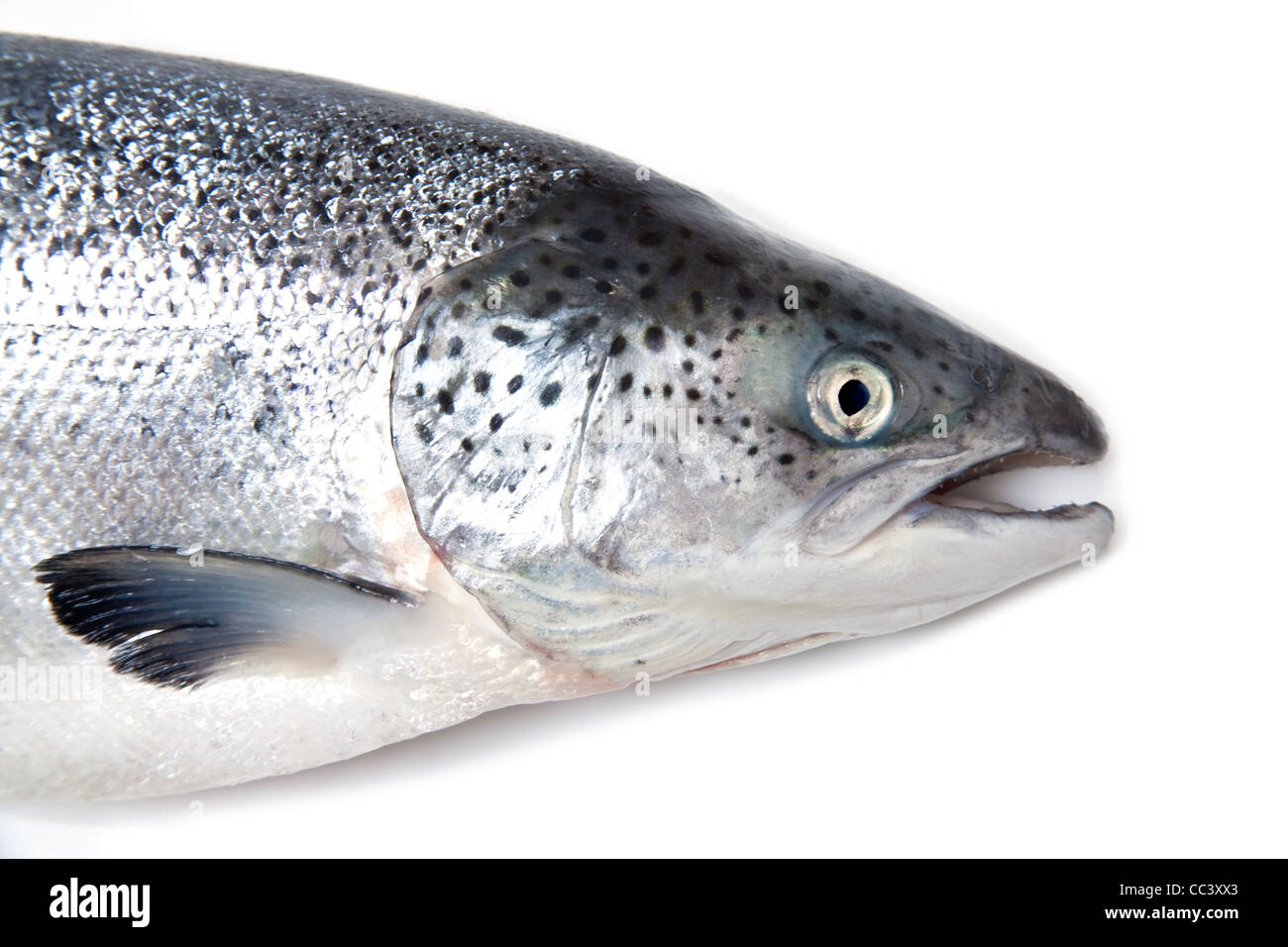 Salmo salar hi-res stock photography and images - Alamy
