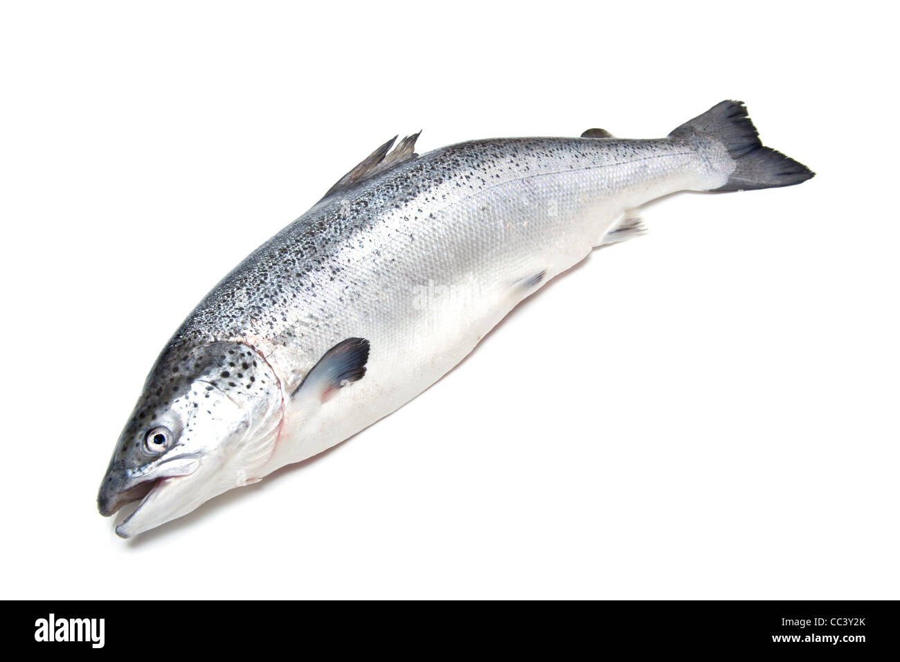 Salmo salar hi-res stock photography and images - Alamy