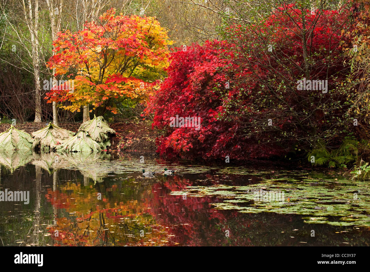 The Lake at RHS Rosemoor in autumn, Devon, England, United Kingdom ...