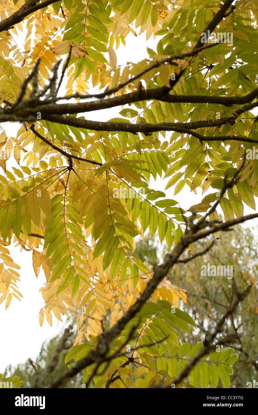 Chinese mahogany tree hi-res stock photography and images - Alamy